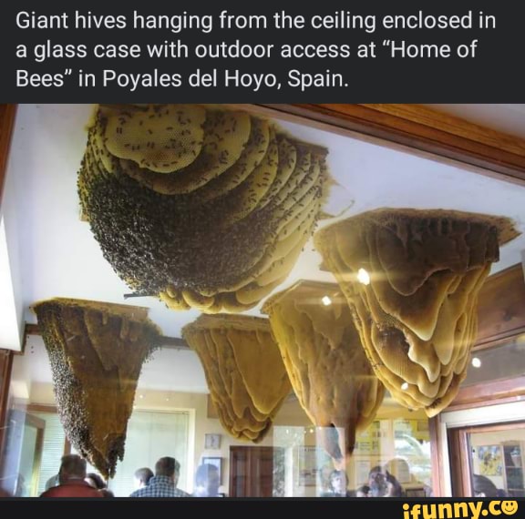 Giant hives hanging from the ceiling enclosed in a glass case with ...