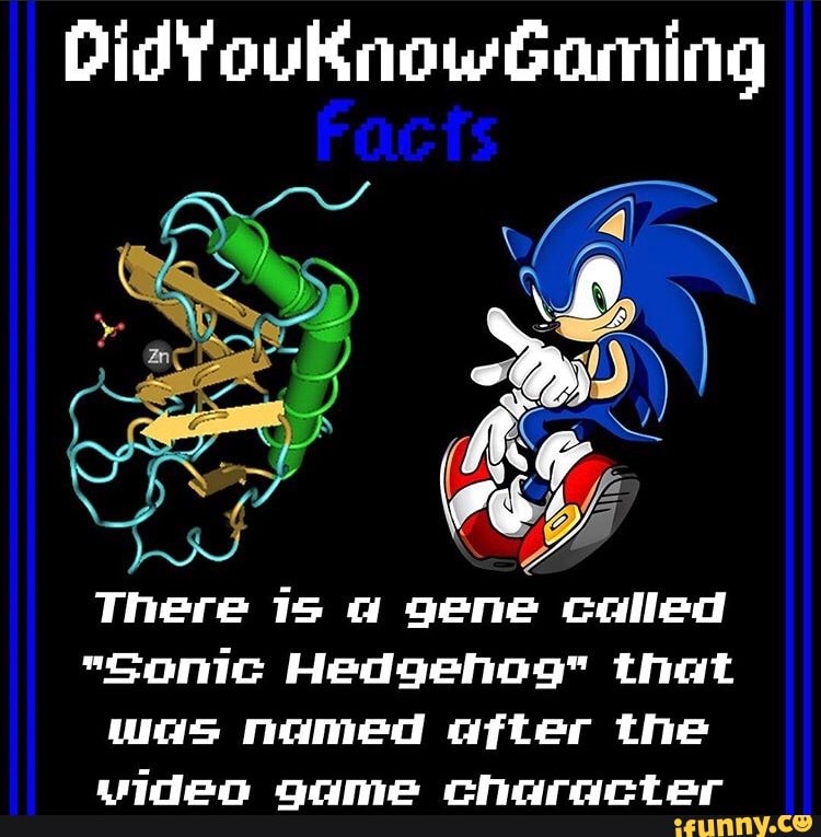 There is q@ gene called "Sonic Hedgehog" that was named after the Video ...