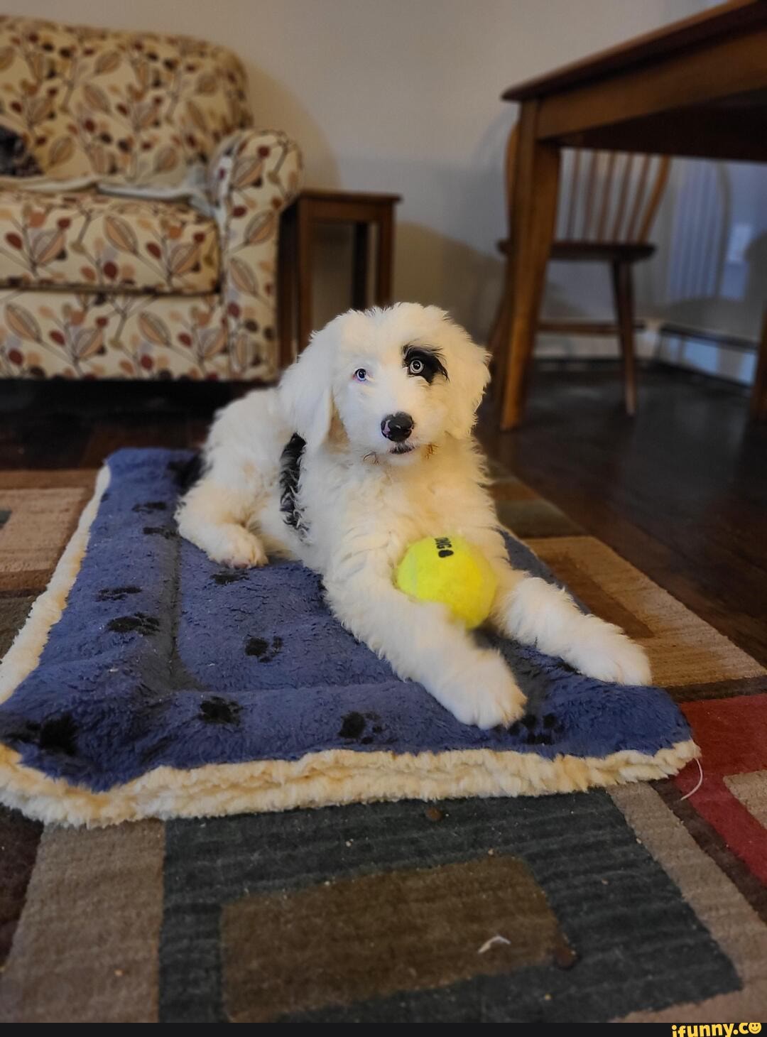 Sheepadoodle memes. Best Collection of funny Sheepadoodle pictures on ...