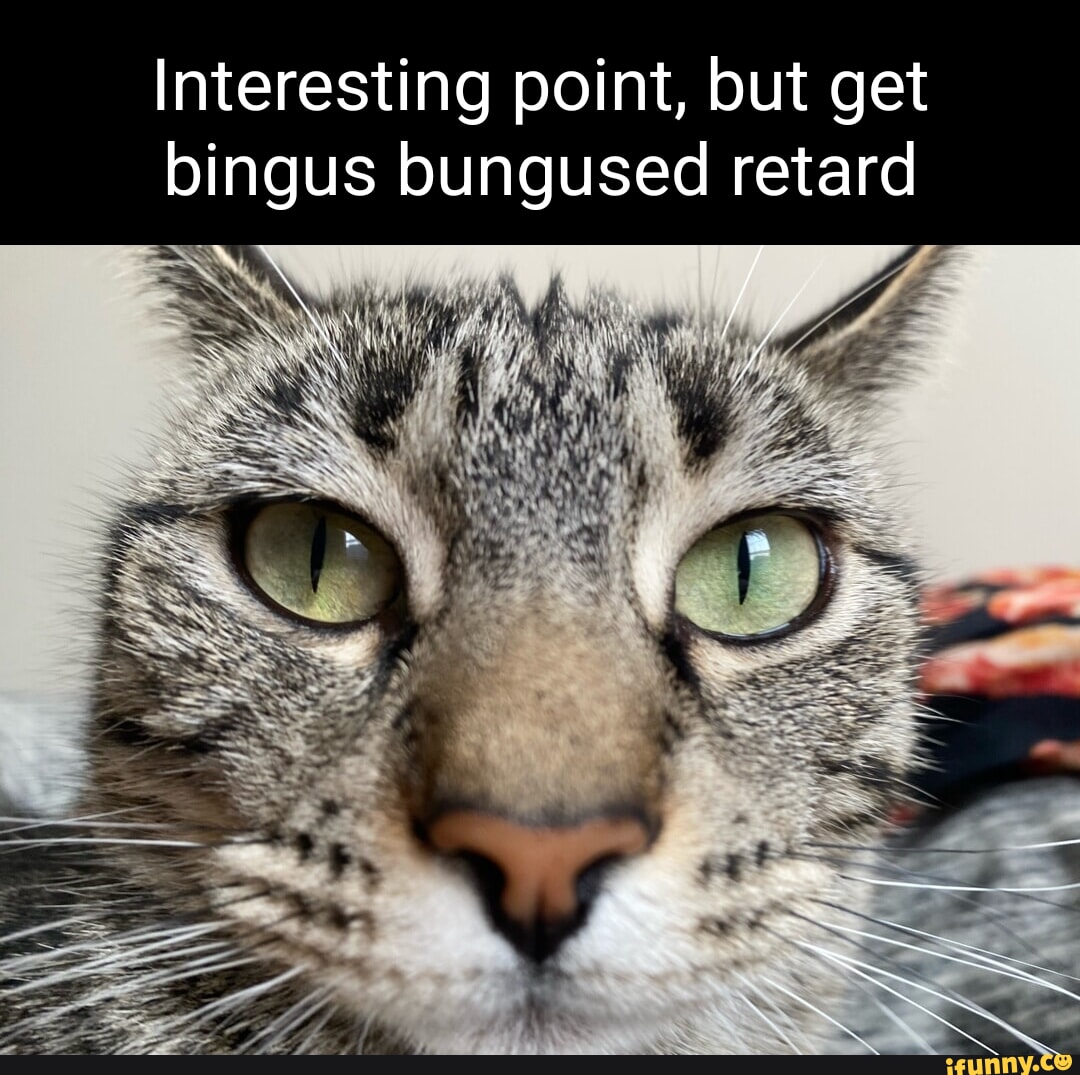Bingus memes. Best Collection of funny Bingus pictures on iFunny