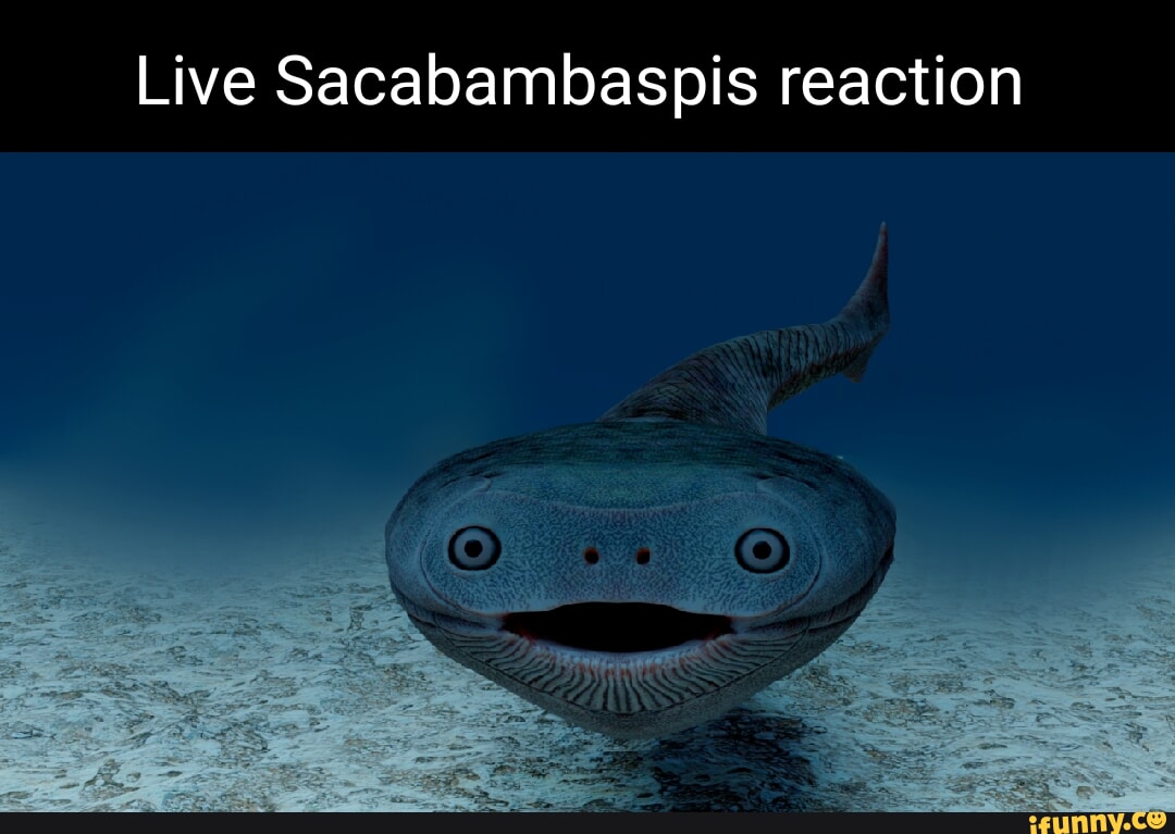Sacabambaspis memes. Best Collection of funny Sacabambaspis pictures on ...