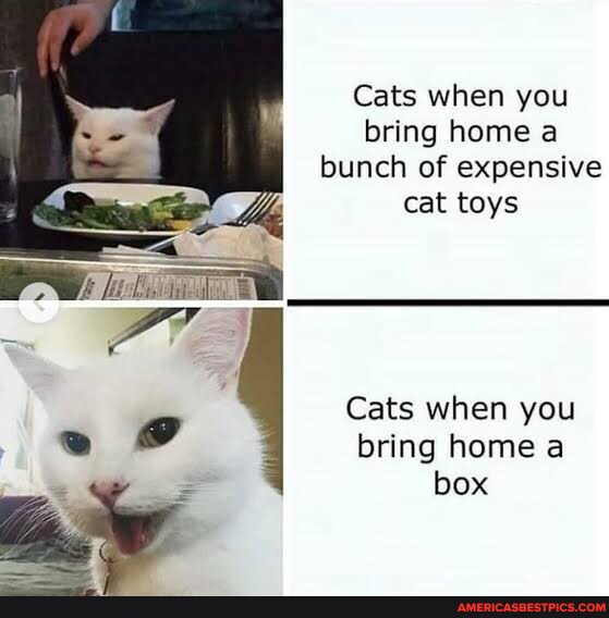 Cats when you bring home a bunch of expensive cat toys Cats when you ...