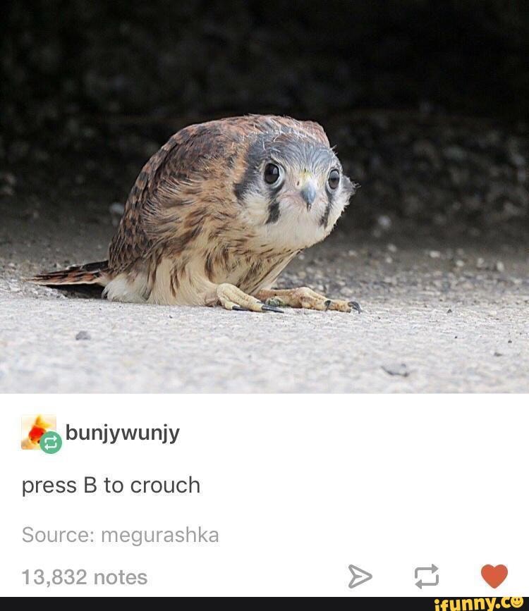 Small meme dump - press B to crouch Source: megurashka - iFunny Brazil