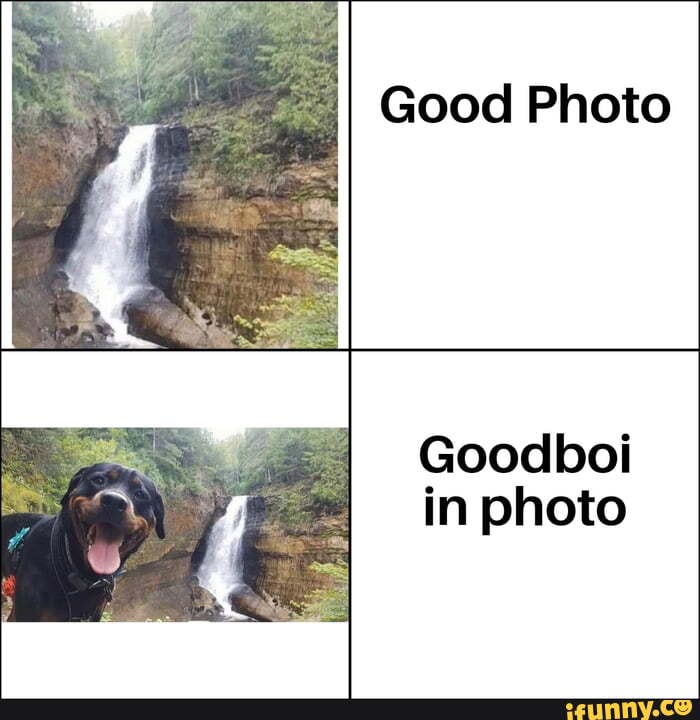 Good Photo Goodboi in photo - iFunny