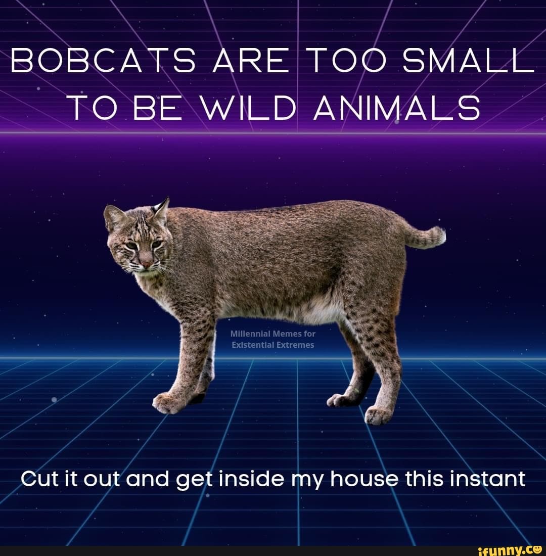 BOBCATS ARE TOO SMALL TO BE WILD ANIMALS Millennial Memes for ...
