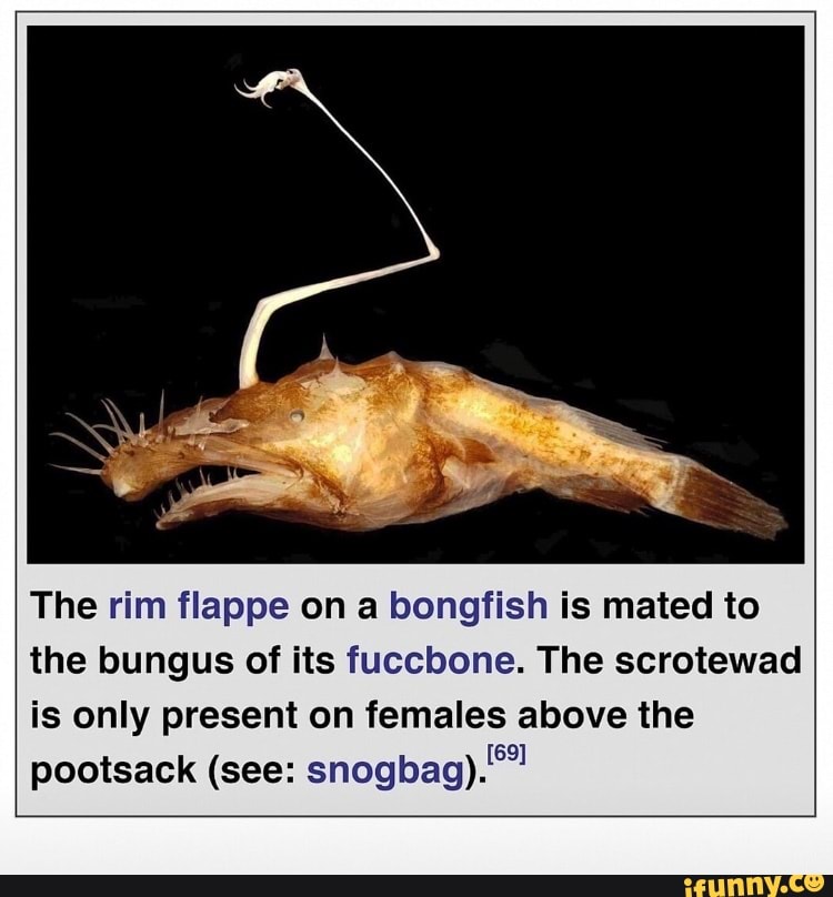 The rim flappe on a bongfish is mated to the bungus of its fuccbone ...
