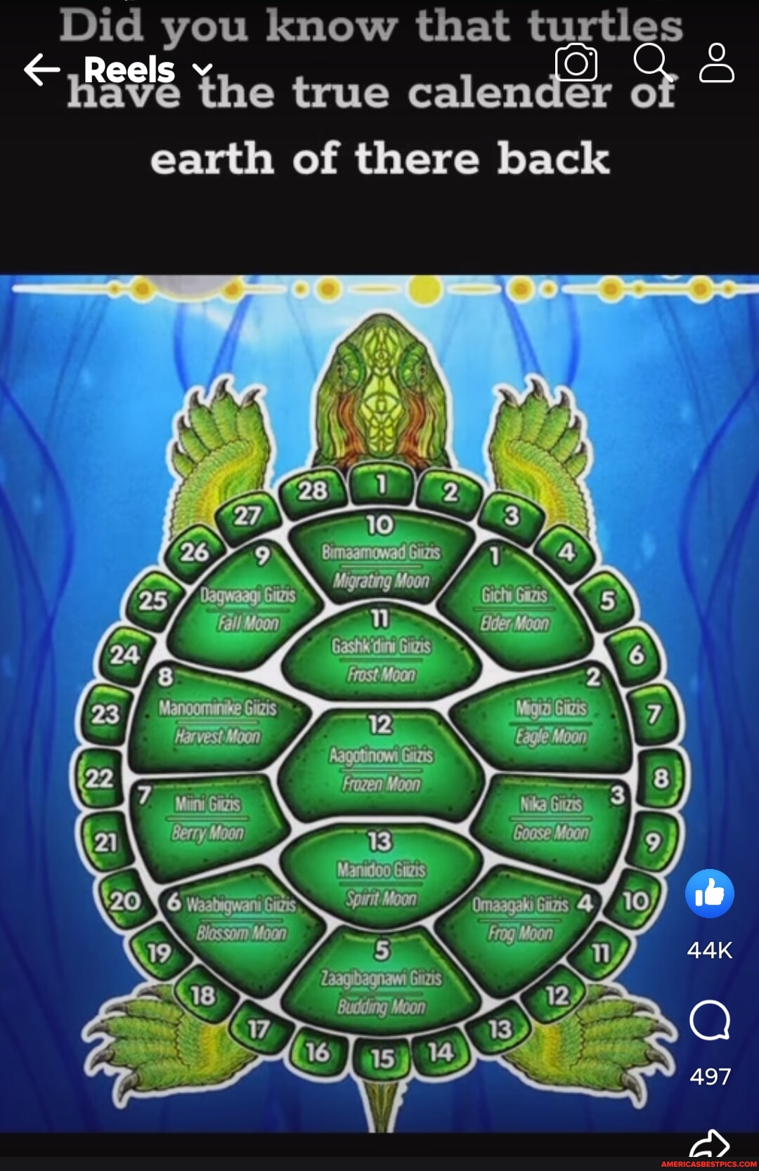 Did you know that turtles the true of earth of there back fa Moon as ...