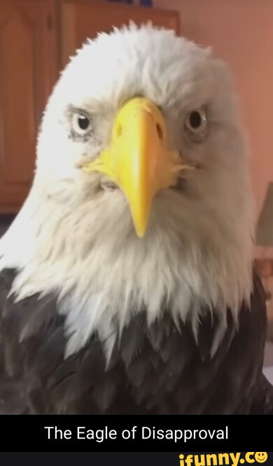 Disapproval memes. Best Collection of funny Disapproval pictures on iFunny