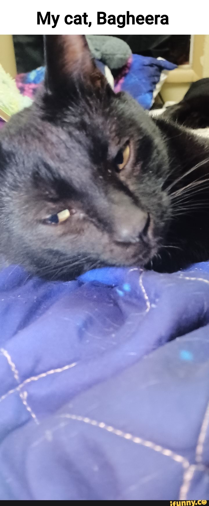 Bagheera memes. Best Collection of funny Bagheera pictures on iFunny