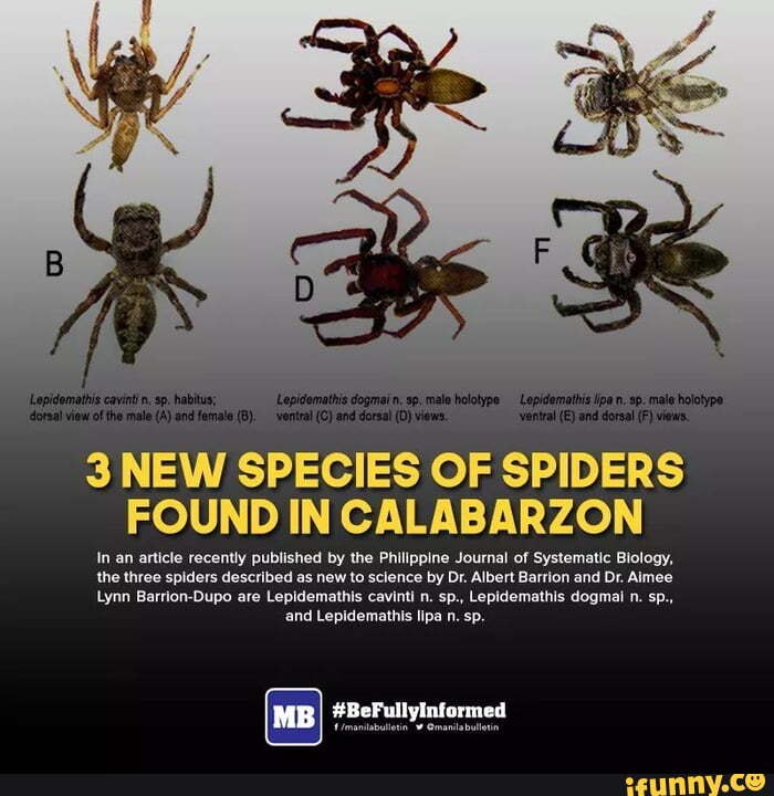 3 NEW SPECIES OF SPIDERS FOUND IN CALABARZON In an article recently ...