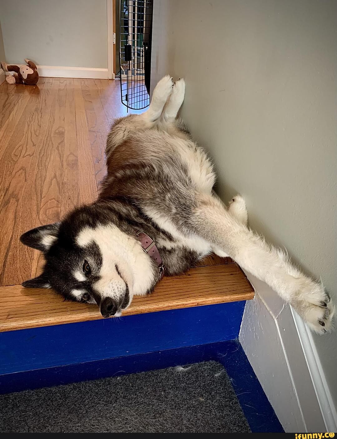 Floofy memes. Best Collection of funny Floofy pictures on iFunny