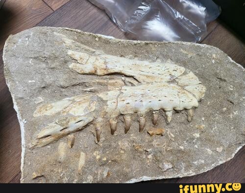 Mosasaurus memes. Best Collection of funny Mosasaurus pictures on iFunny