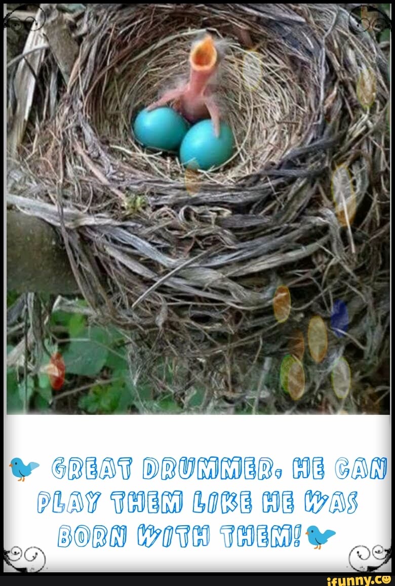 Baby_bird memes. Best Collection of funny Baby_bird pictures on iFunny