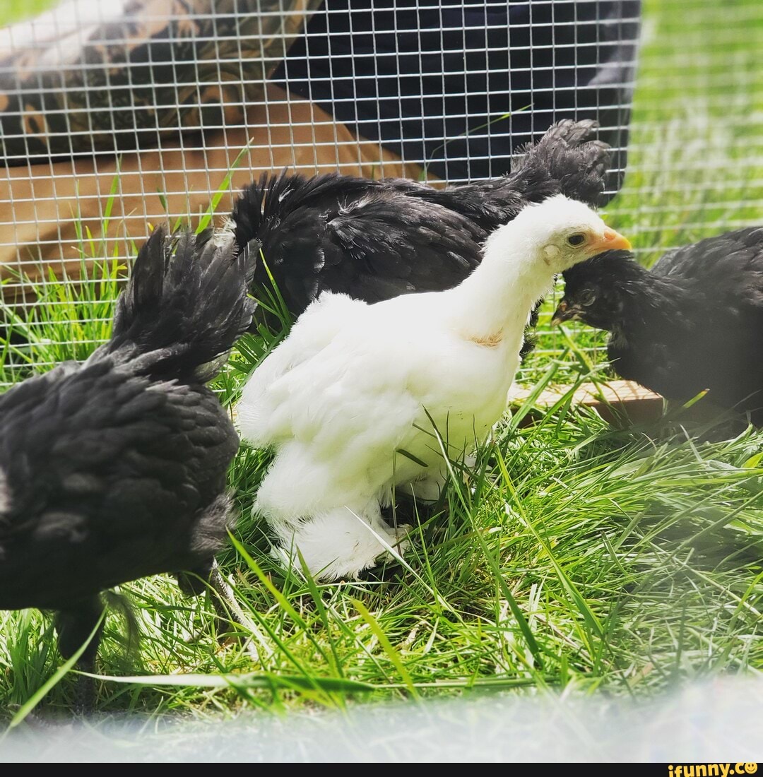 Super excited that my chickens are finally ready to be outside. They ...