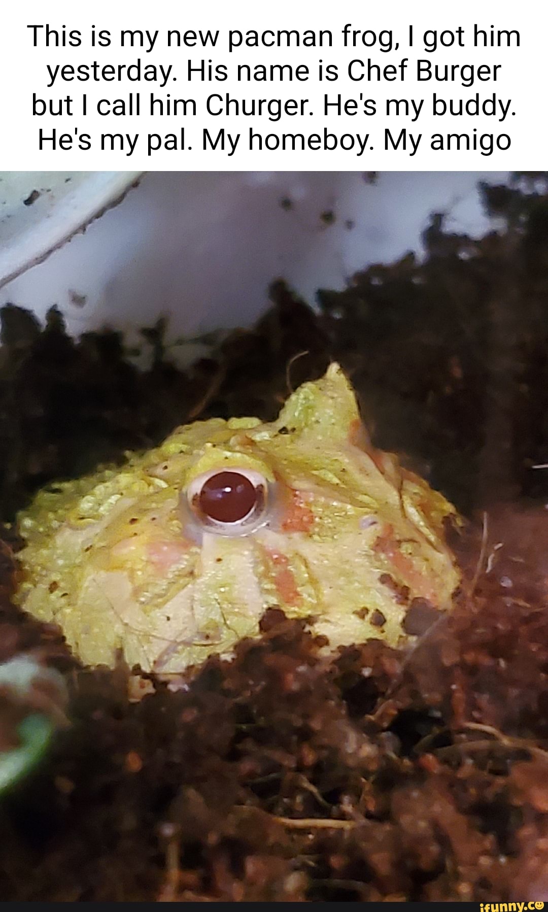 This is my new pacman frog, I got him yesterday. His name is Chef ...