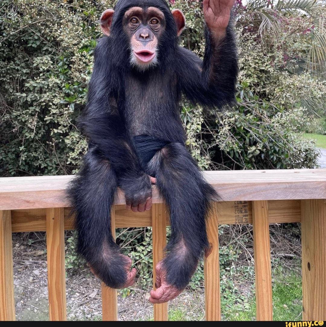 Angada the chimp waves hello - iFunny