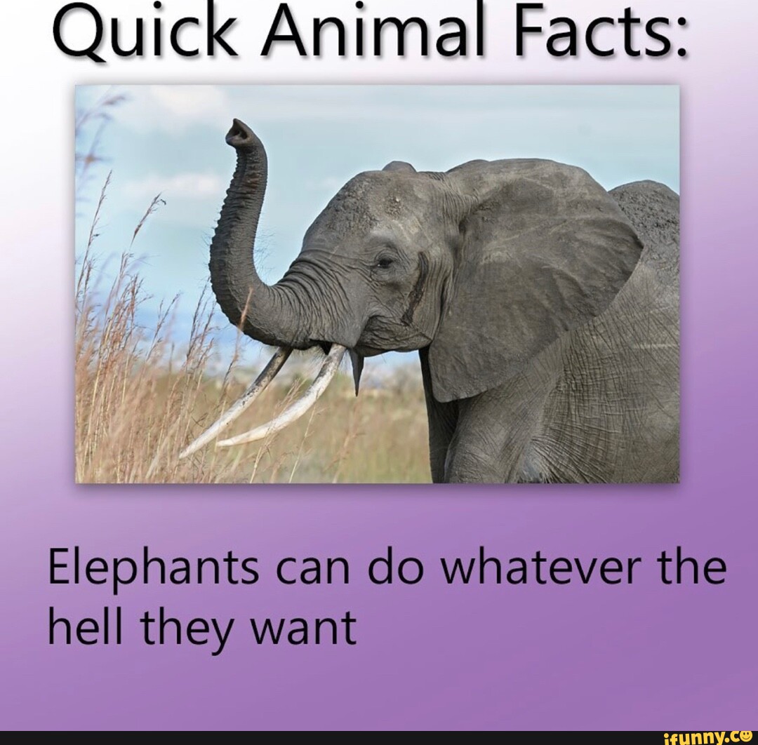 Quick Animal Facts: Elephants can do whatever the hell they want - iFunny