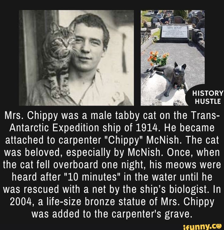 HISTORY HUSTLE Mrs. Chippy was a male tabby cat on the Trans- Antarctic ...