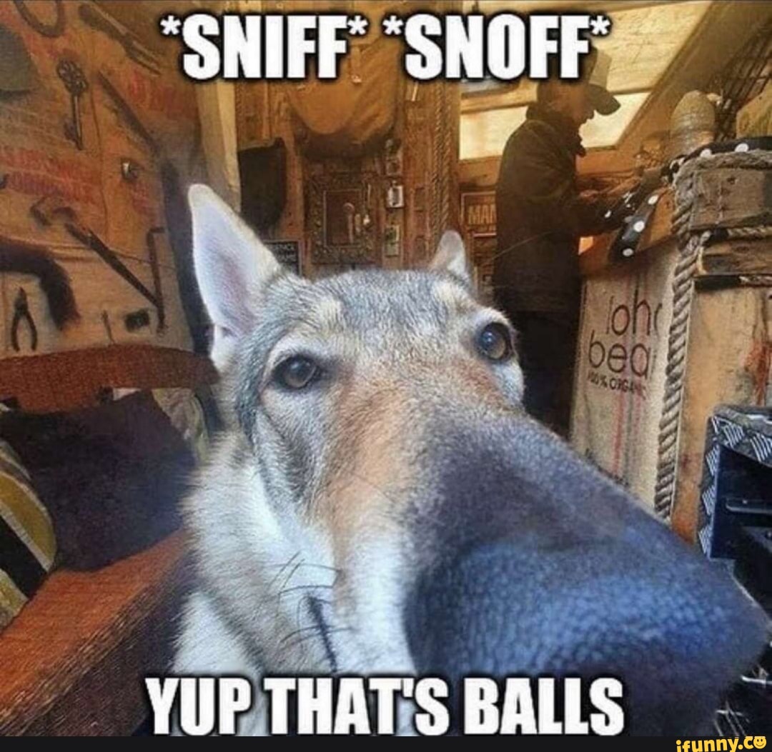 "SNIFF SHOFF ViP THATS BALLS - iFunny