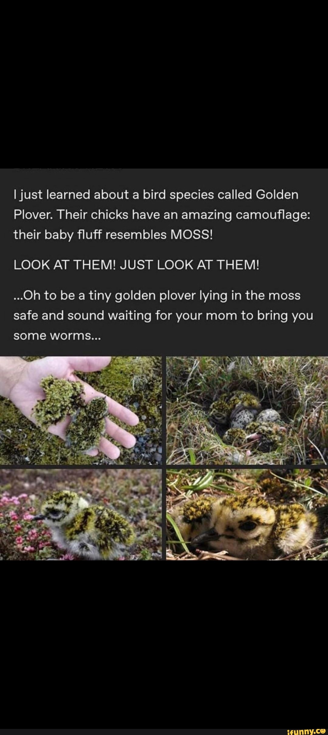 I just learned about a bird species called Golden Plover. Their chicks ...