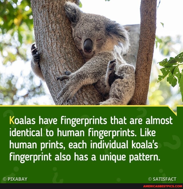 Koalas are so cute! #brightside #koalafacts #learnwithinstagram # ...
