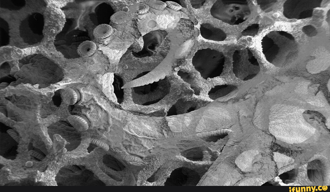 Electron microscope photo of tiny life layered with octopus - iFunny