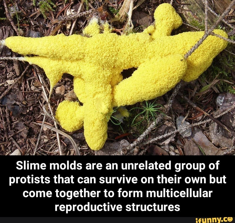 Protist memes. Best Collection of funny Protist pictures on iFunny