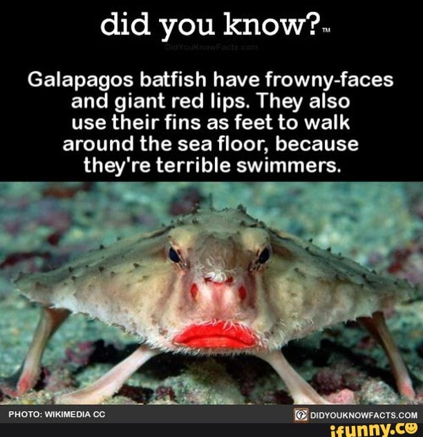 Batfish memes. Best Collection of funny Batfish pictures on iFunny