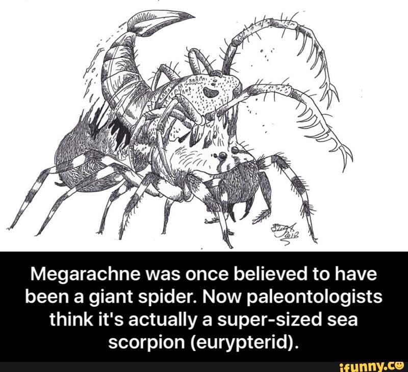 Megarachne was once believed to have been a giant spider. Now ...