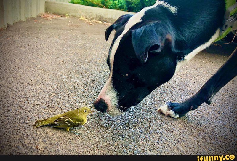 Galgo memes. Best Collection of funny Galgo pictures on iFunny