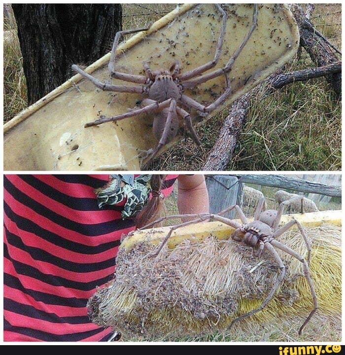 Giant_huntsman_spider memes. Best Collection of funny Giant_huntsman ...