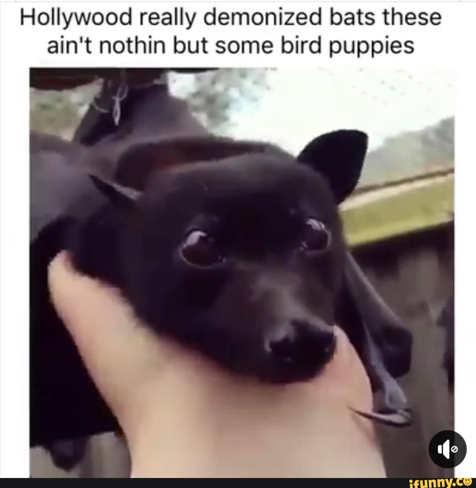 Hollywood really demonized bats these ain't nothin but some bird ...