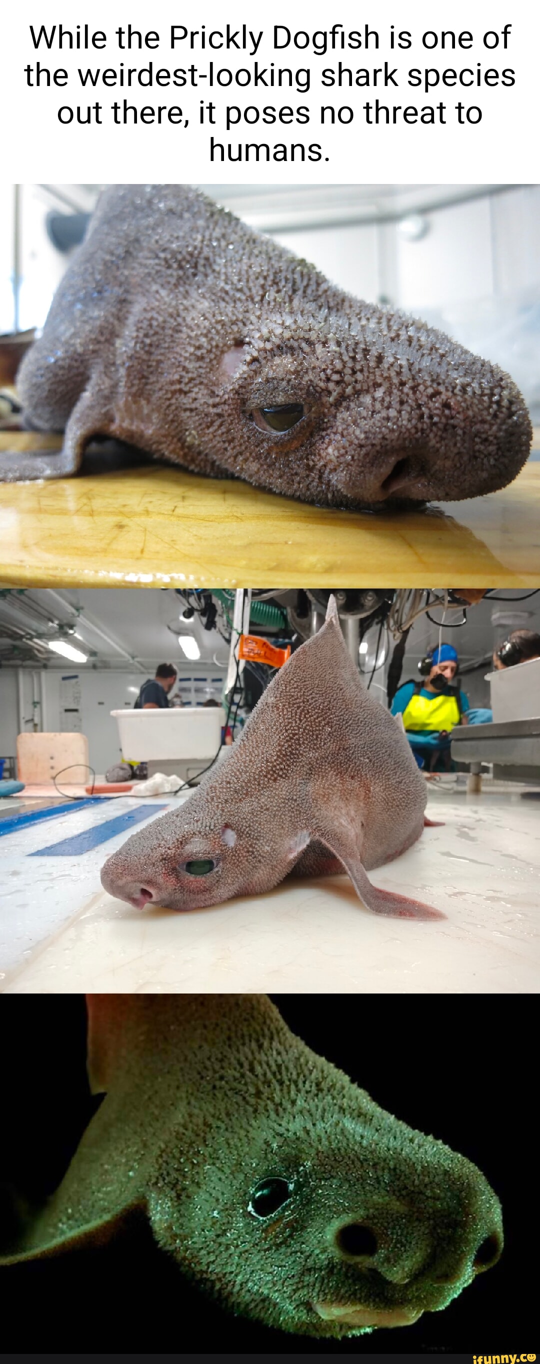 While the Prickly Dogfish is one of the weirdest-looking shark species ...