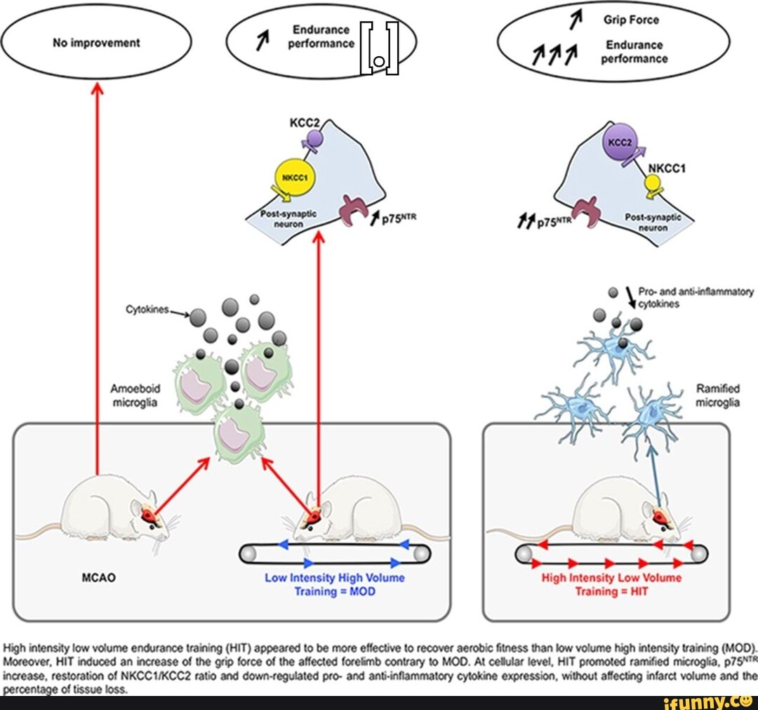 Training = MOD Training = HIT High intensity low volume endurance ...