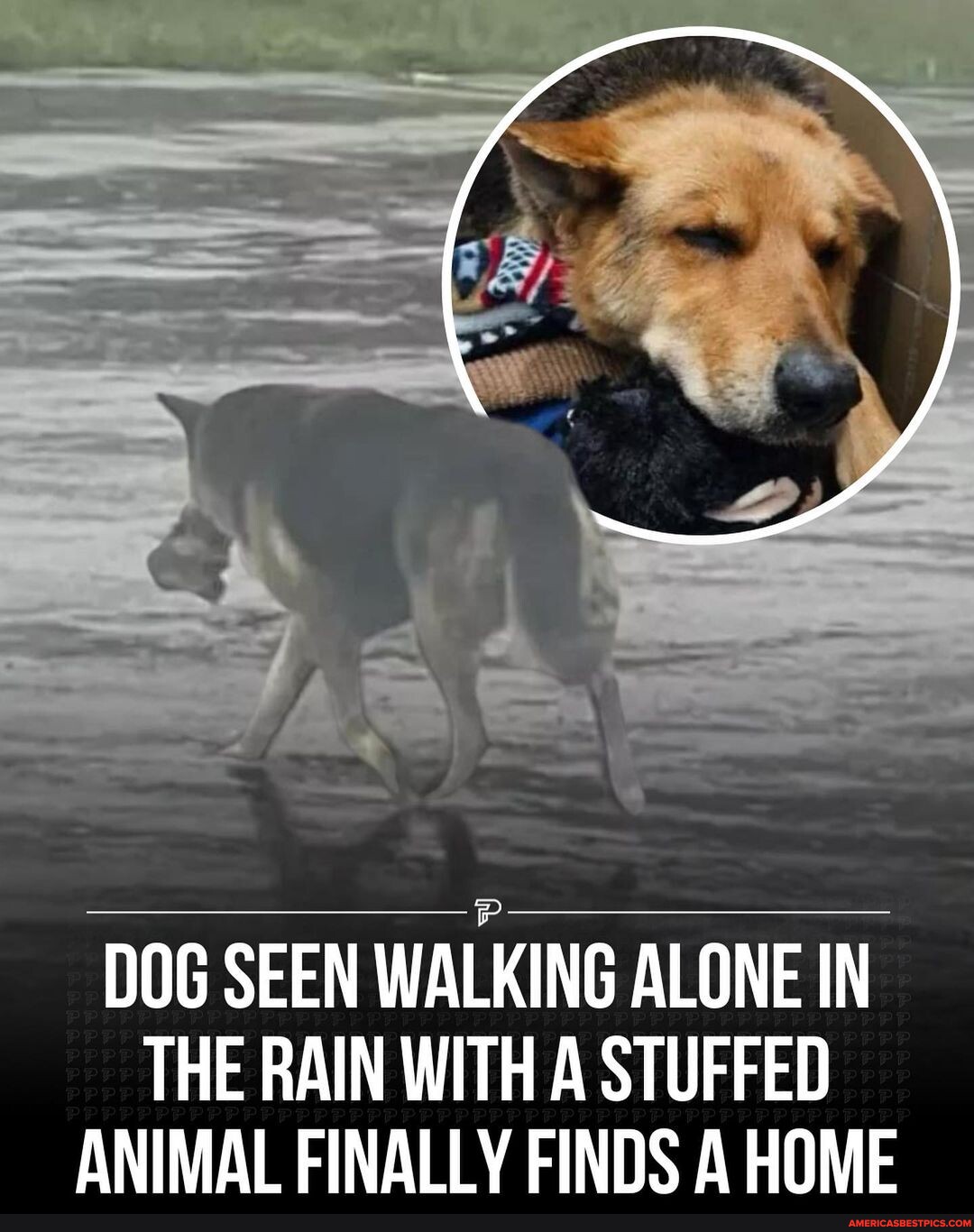 The story of Nikki the German Shepherd, who is now safe after months of ...