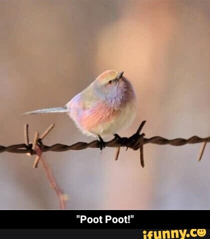 Pootbird