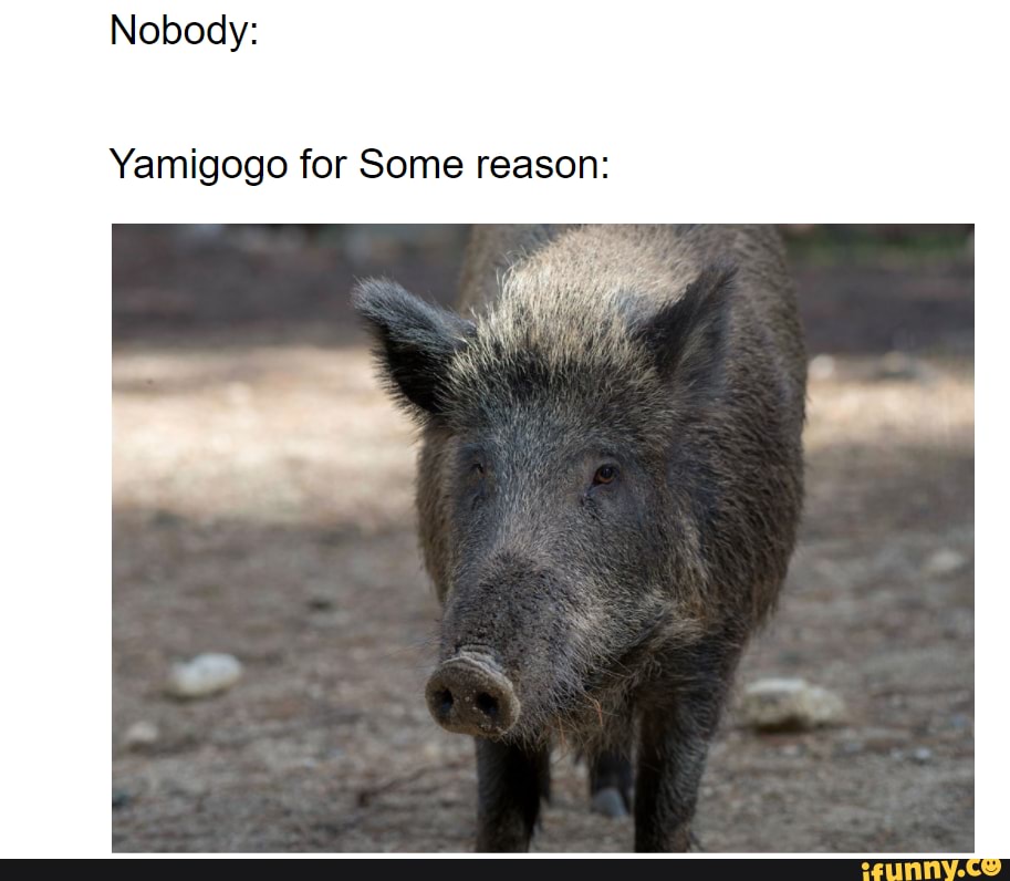 Yamigogo memes. Best Collection of funny Yamigogo pictures on iFunny