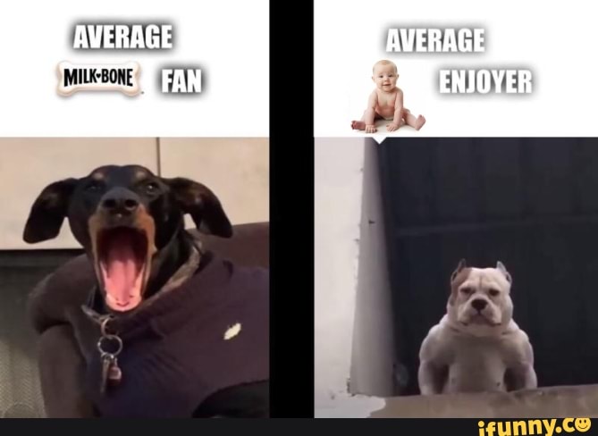 AVERAGE ENJOYER - iFunny