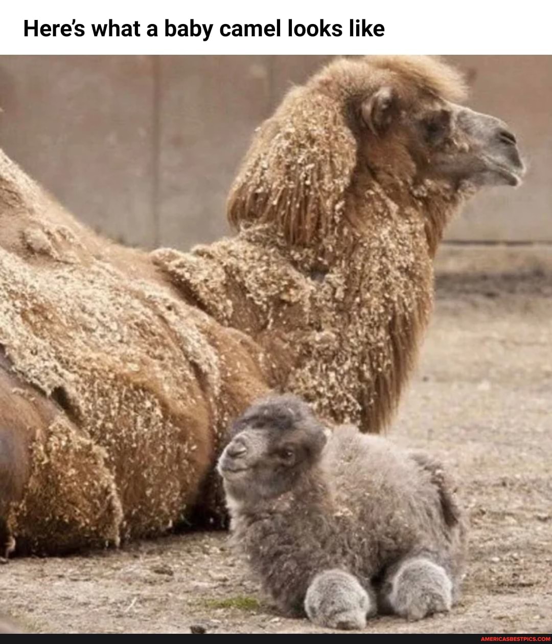 Here's what a baby camel looks like - America’s best pics and videos