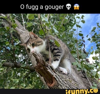 Fugg memes. Best Collection of funny Fugg pictures on iFunny