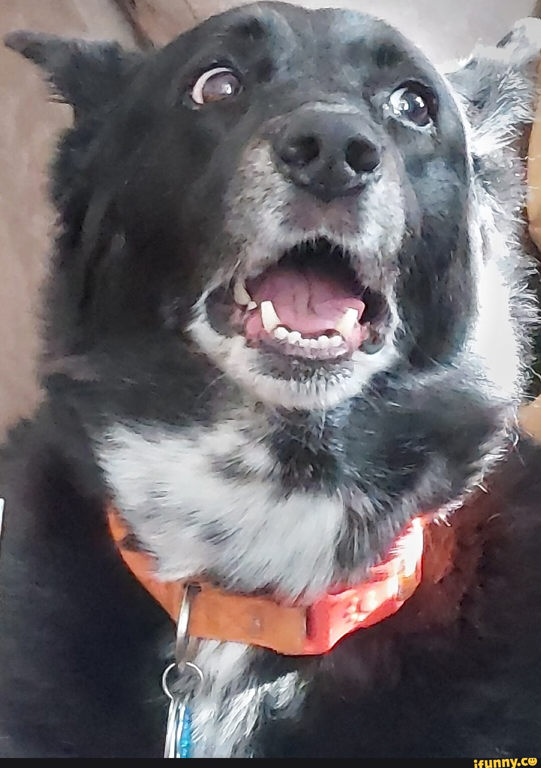 Doggo memes. Best Collection of funny Doggo pictures on iFunny