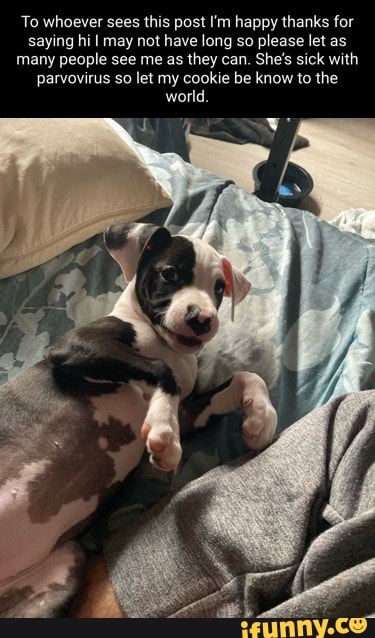 Parvovirus memes. Best Collection of funny Parvovirus pictures on iFunny