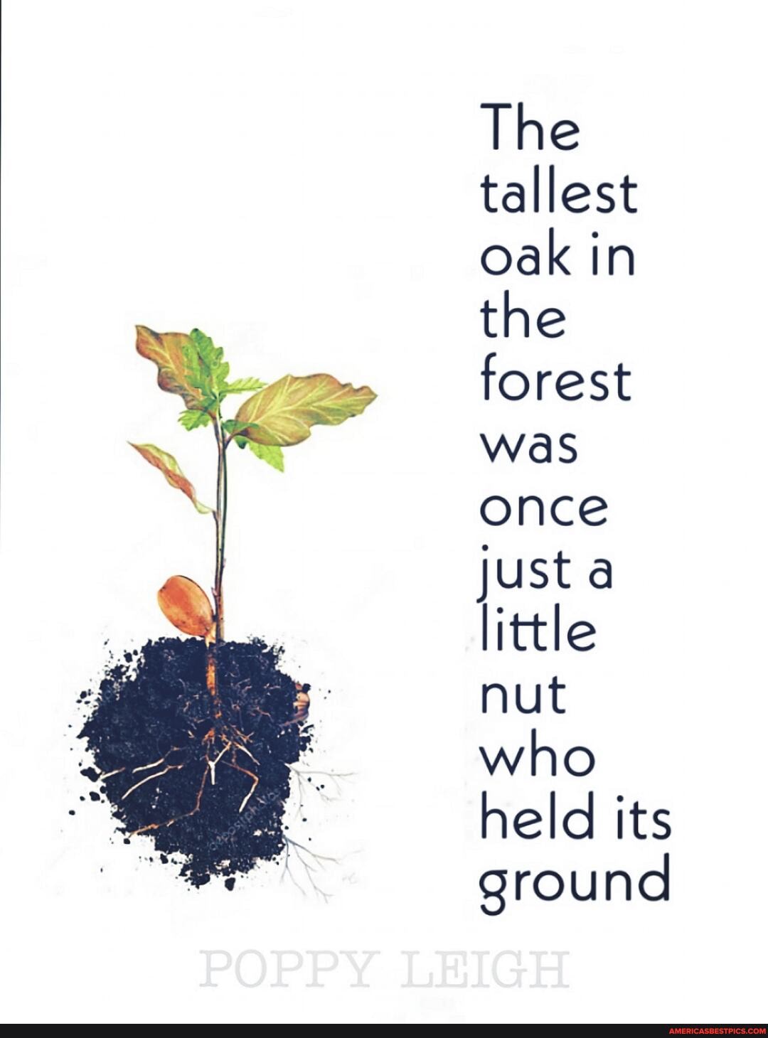 The tallest oak in the forest was once just little nut who held its ...