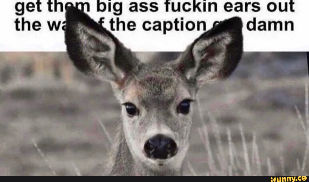 ASS the caption \dammn - iFunny