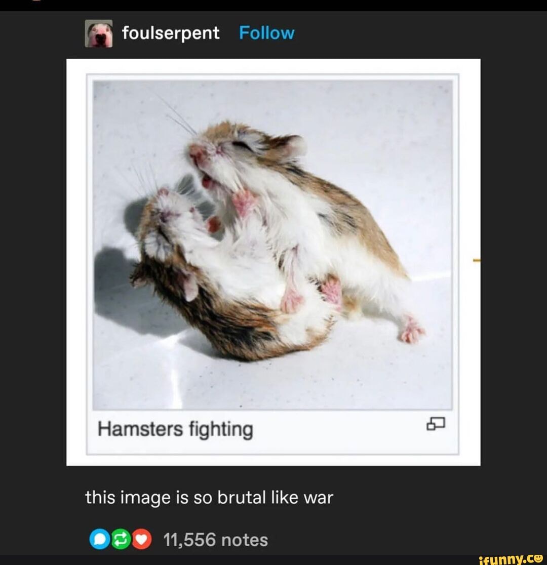 Foulserpent Follow Hamsters fighting this image is so brutal like war ...