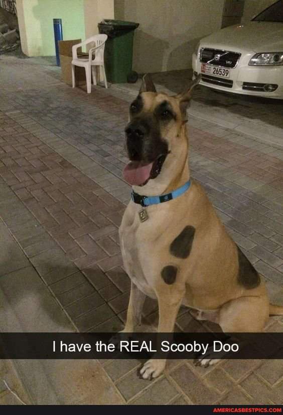 I have the REAL Scooby Doo 😲😲😍😻 - have the REAL Scooby Doo - America’s ...