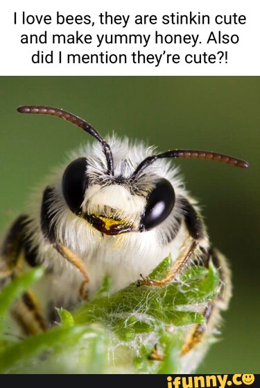 I love bees, they are stinkin cute and make yummy honey. Also did I ...