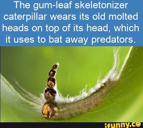 The gum-leaf skeletonizer caterpillar wears its old molted heads on top ...