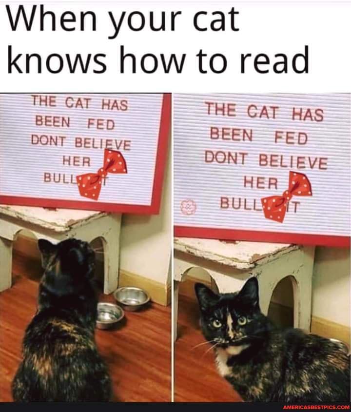 When your cat knows how to read THE CAT HAS THE CAT HAS BEEN CONT FED ...