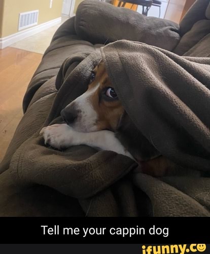 Cappin memes. Best Collection of funny Cappin pictures on iFunny